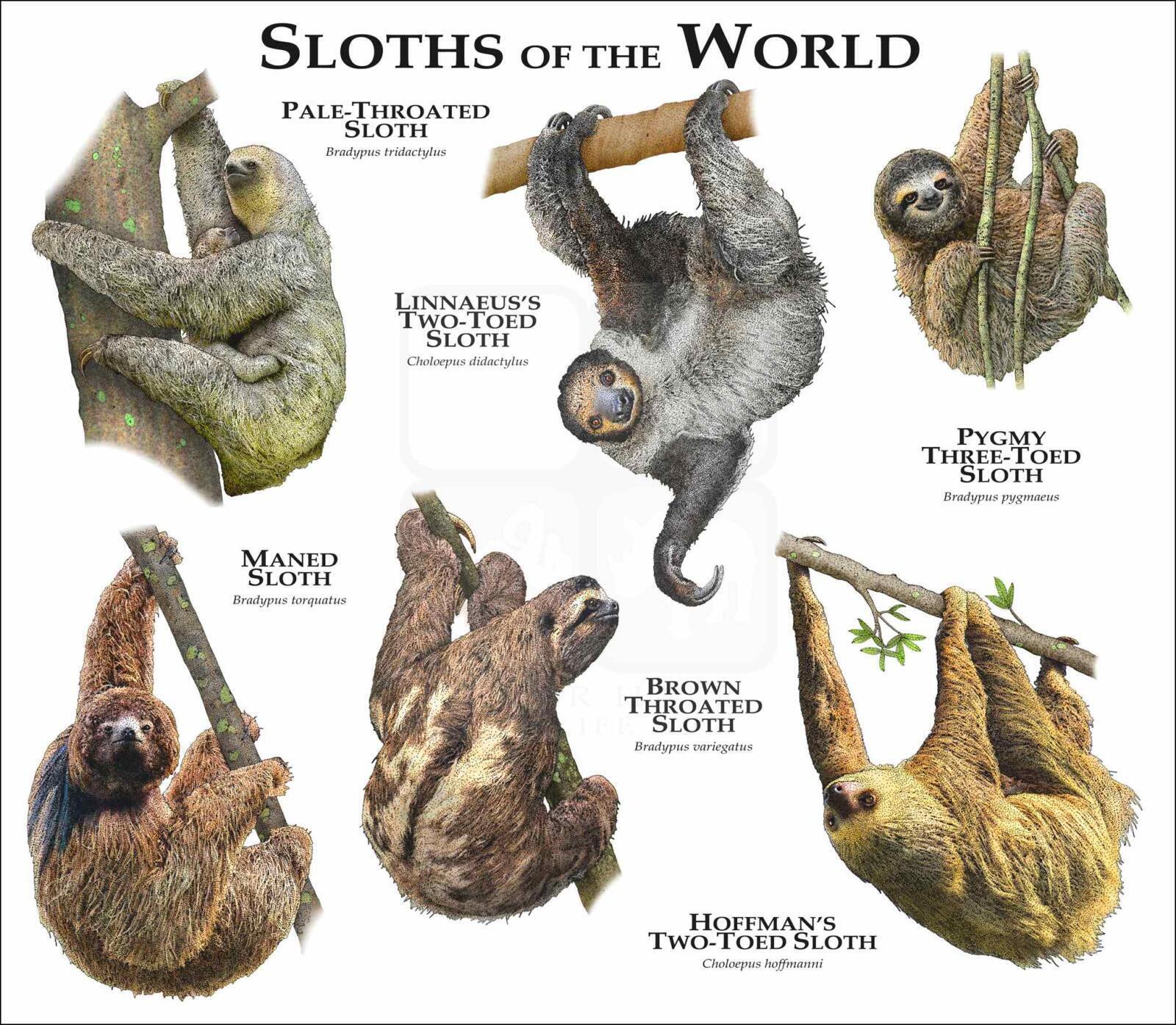 Linnaeus two toed sloth | Chattanooga Zoo